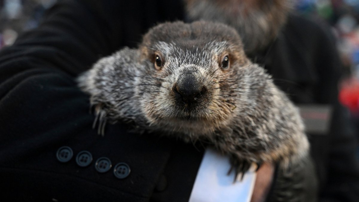 Groundhog Day: Origins, history and facts about Punxsutawney Phil ...