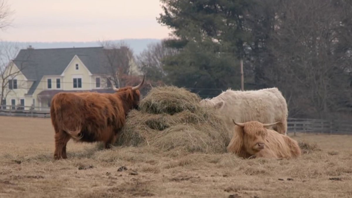 Spend the day with highland cows on a Loudoun County farm – NBC4 Washington