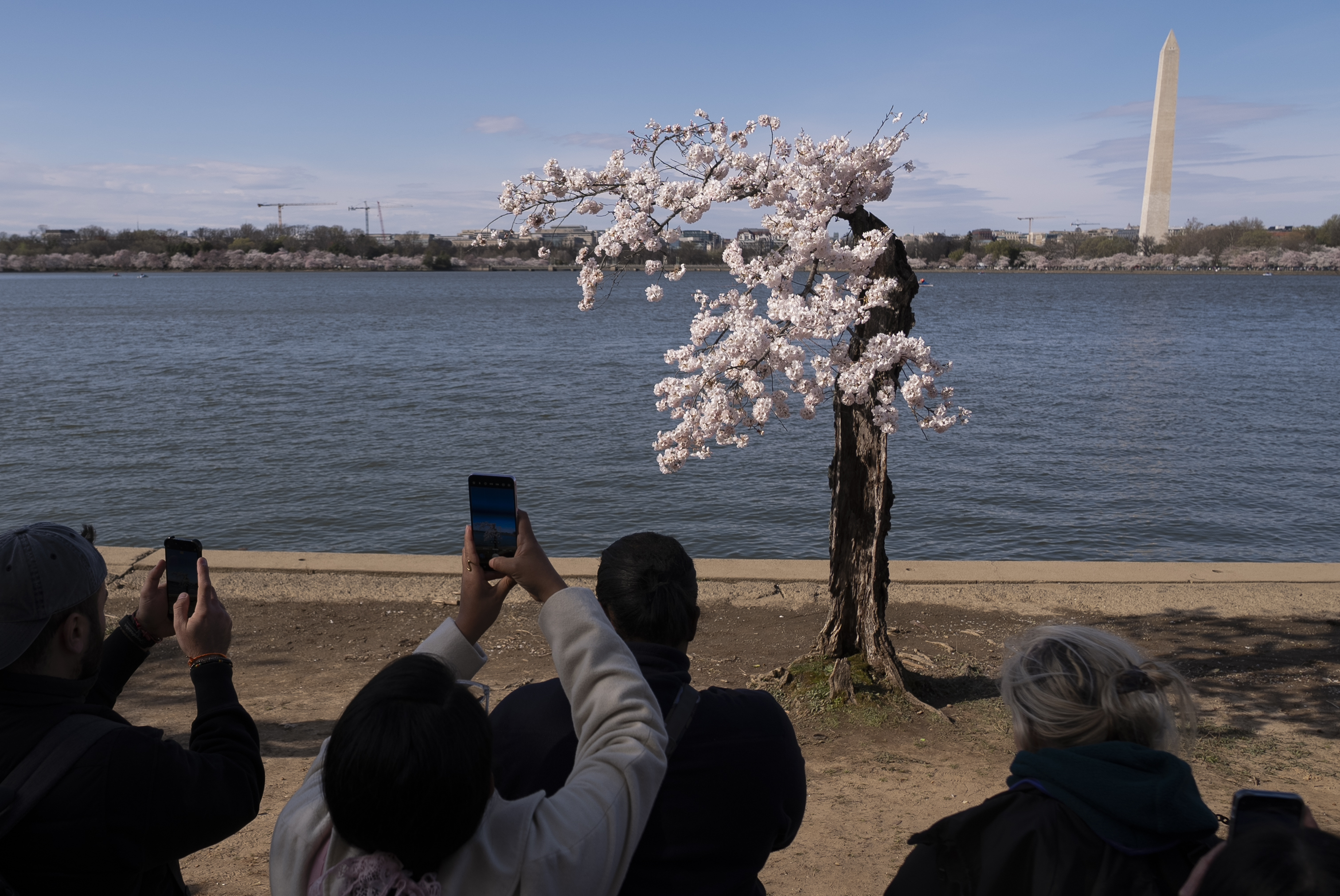Clones of Stumpy, D.C.’s beloved cherry blossom tree, have flowered ...