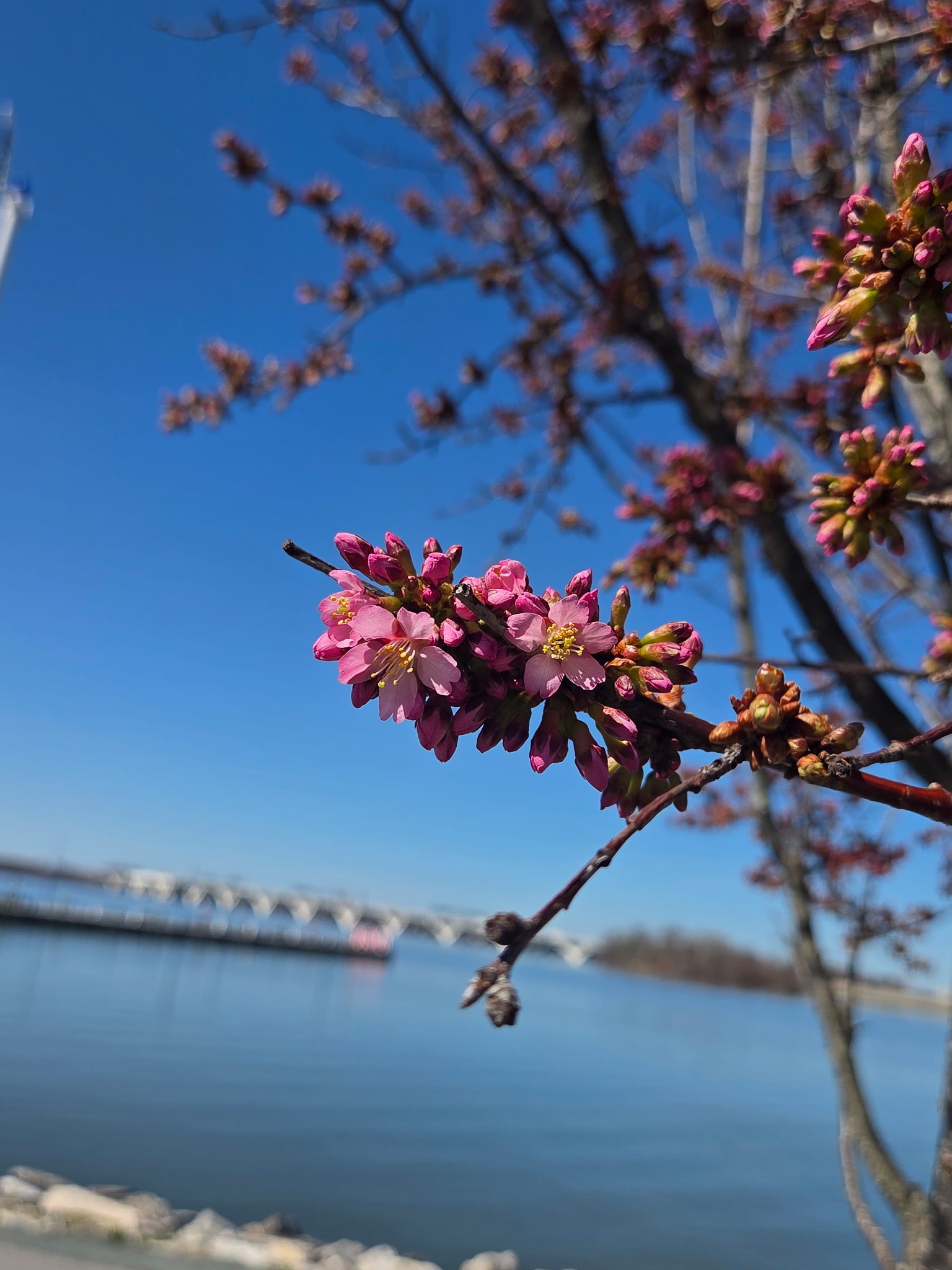 Okame cherry trees bloom at National Harbor as peak nears in DC – NBC4 ...