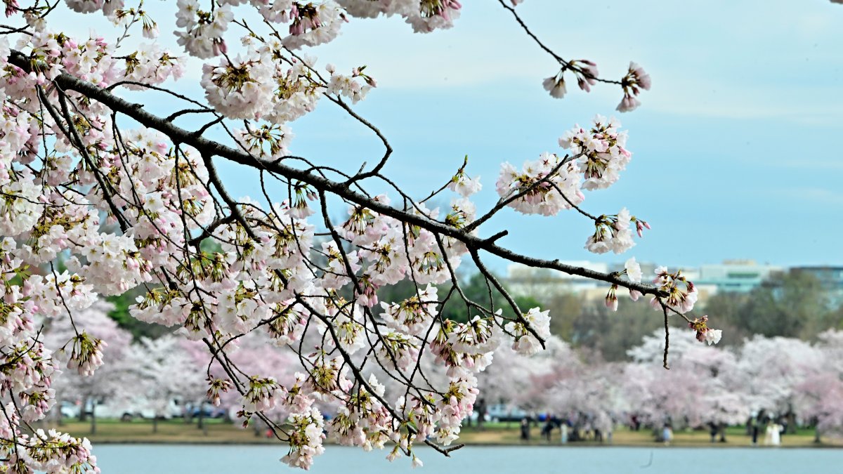 When will DC’s cherry blossoms hit peak bloom? – NBC4 Washington