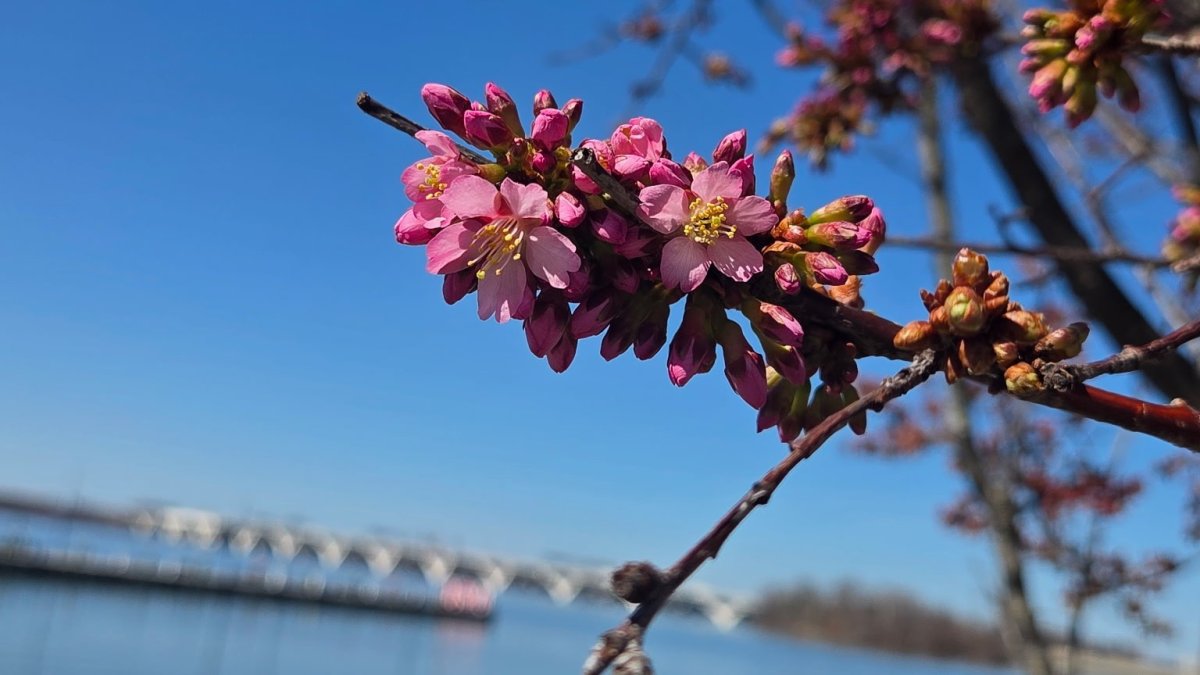 Okame cherry trees bloom at National Harbor as peak nears in DC – NBC4 ...