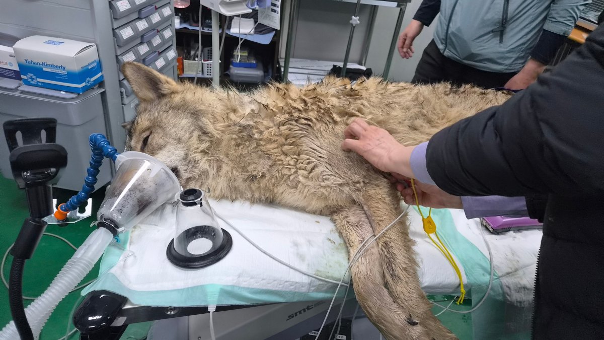 South Korea escaped wolf returned to zoo – NBC4 Washington