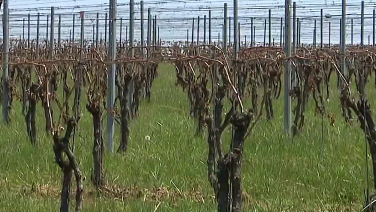 Dead on the vine: Cold snap devastates vineyards, orchards – NBC4 ...