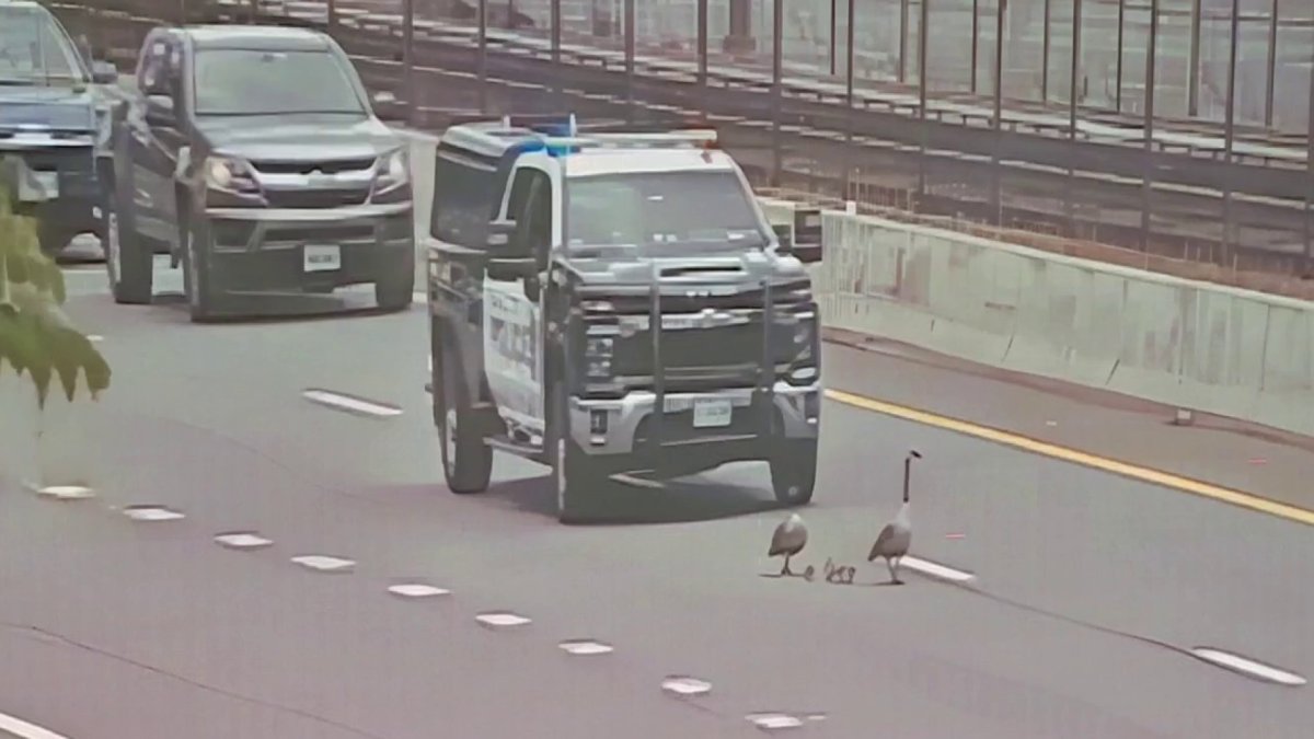 Honking on the highway: Family of geese escorted off I-66 in Virginia ...
