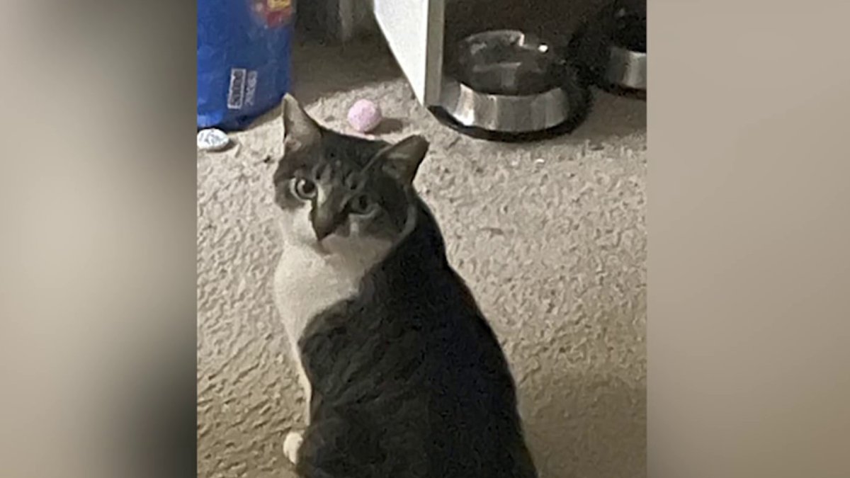 Search underway for missing service cat in Southwest DC – NBC4 Washington