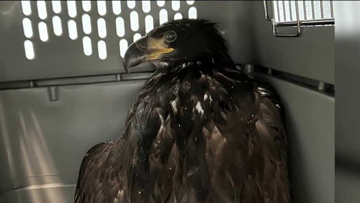 4 bald eagles rescued in Stafford County – NBC4 Washington