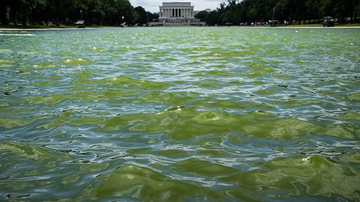 Algae turns Reflecting Pool green after Trump’s renovation – NBC4 ...