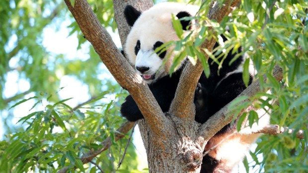 Bei Bei Turns 3; Has 1 Year Left in DC - NBC4 Washington