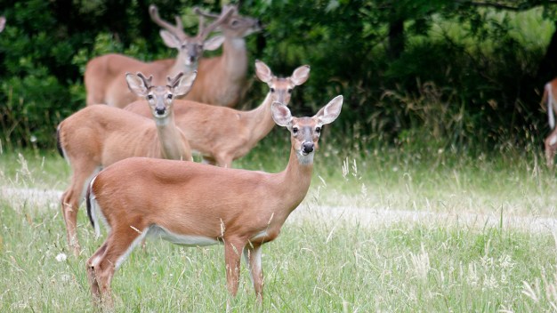 Washington DC News, Maryland News, Virginia News, Local News, Weather ...